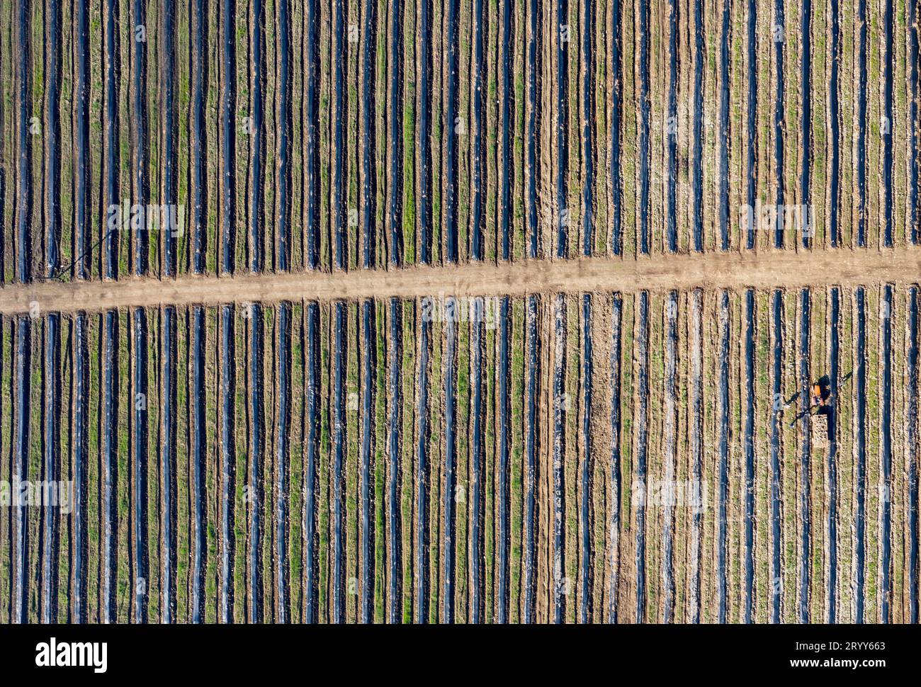 Aerial top view drone photography of a land with sown green fields in ...