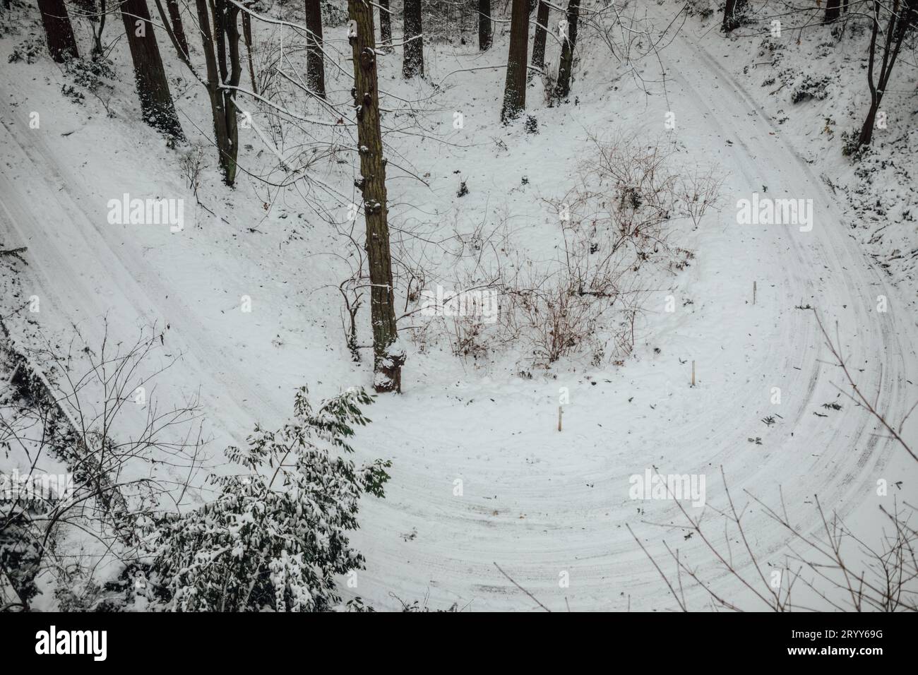 high angle view of curved snowy road, path in forest with spindly trees ...