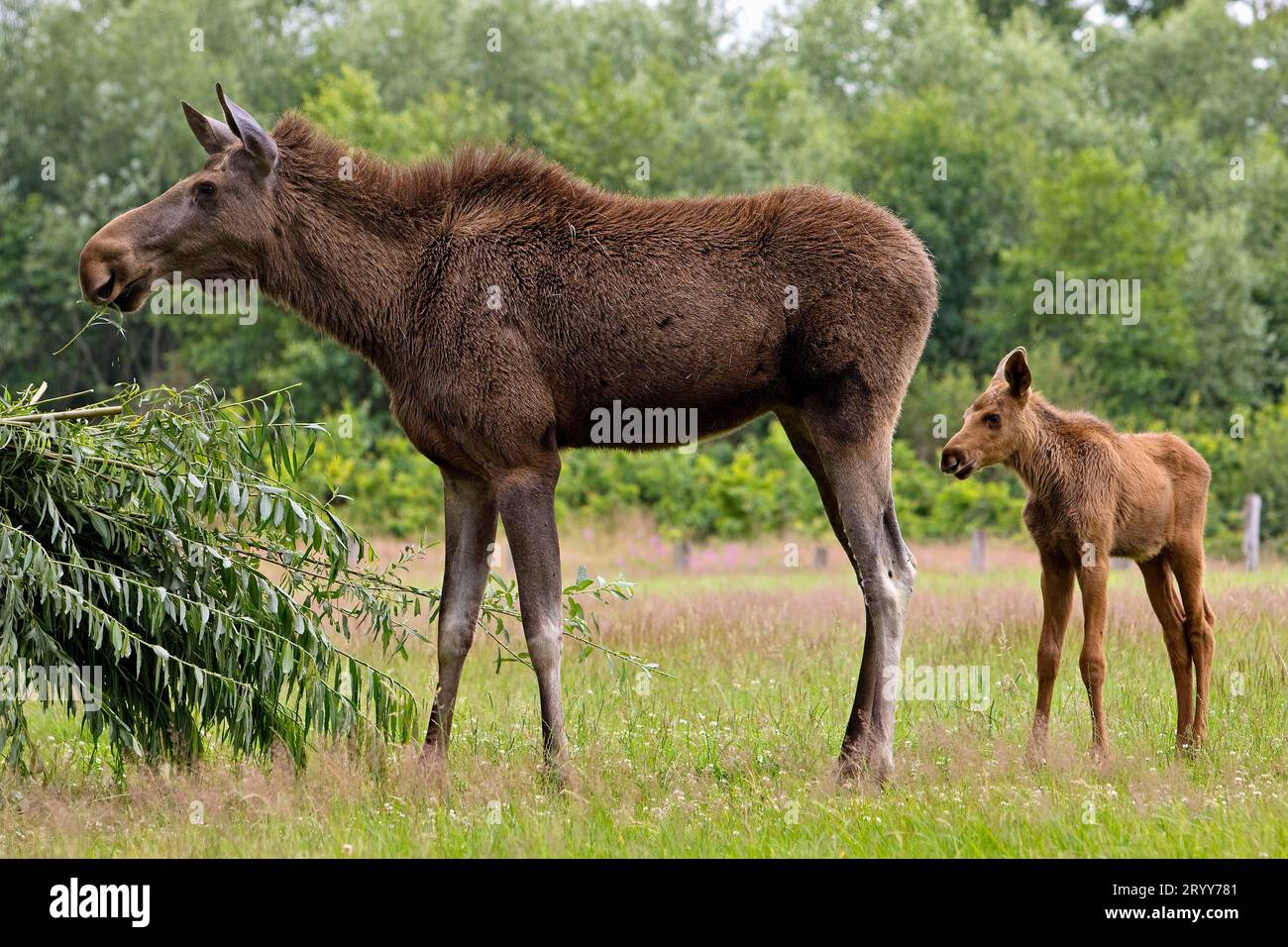 Eurasian elk cow with elk calf, Alces alces, captive in Sababurg Zoo ...