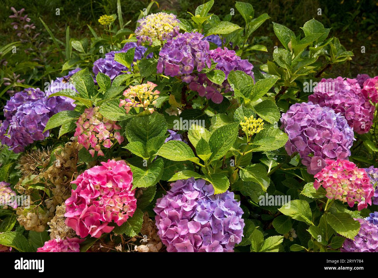 Variegated flowers of a single garden hydrangea, Hydrangea macrophylla ...