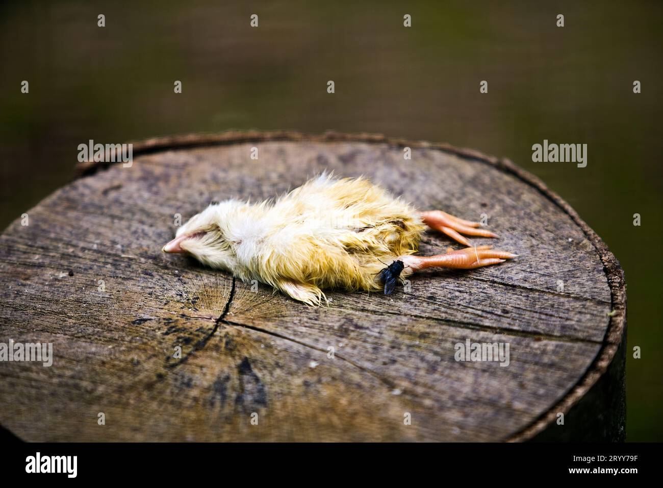 Dead chick hi-res stock photography and images - Alamy
