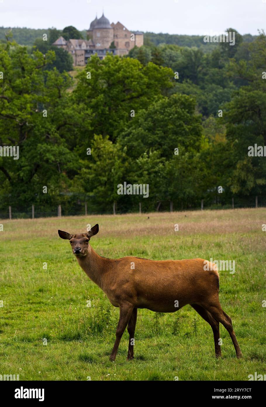 European red deer doe, Cervus elaphus, captive in Sababurg Zoo ...