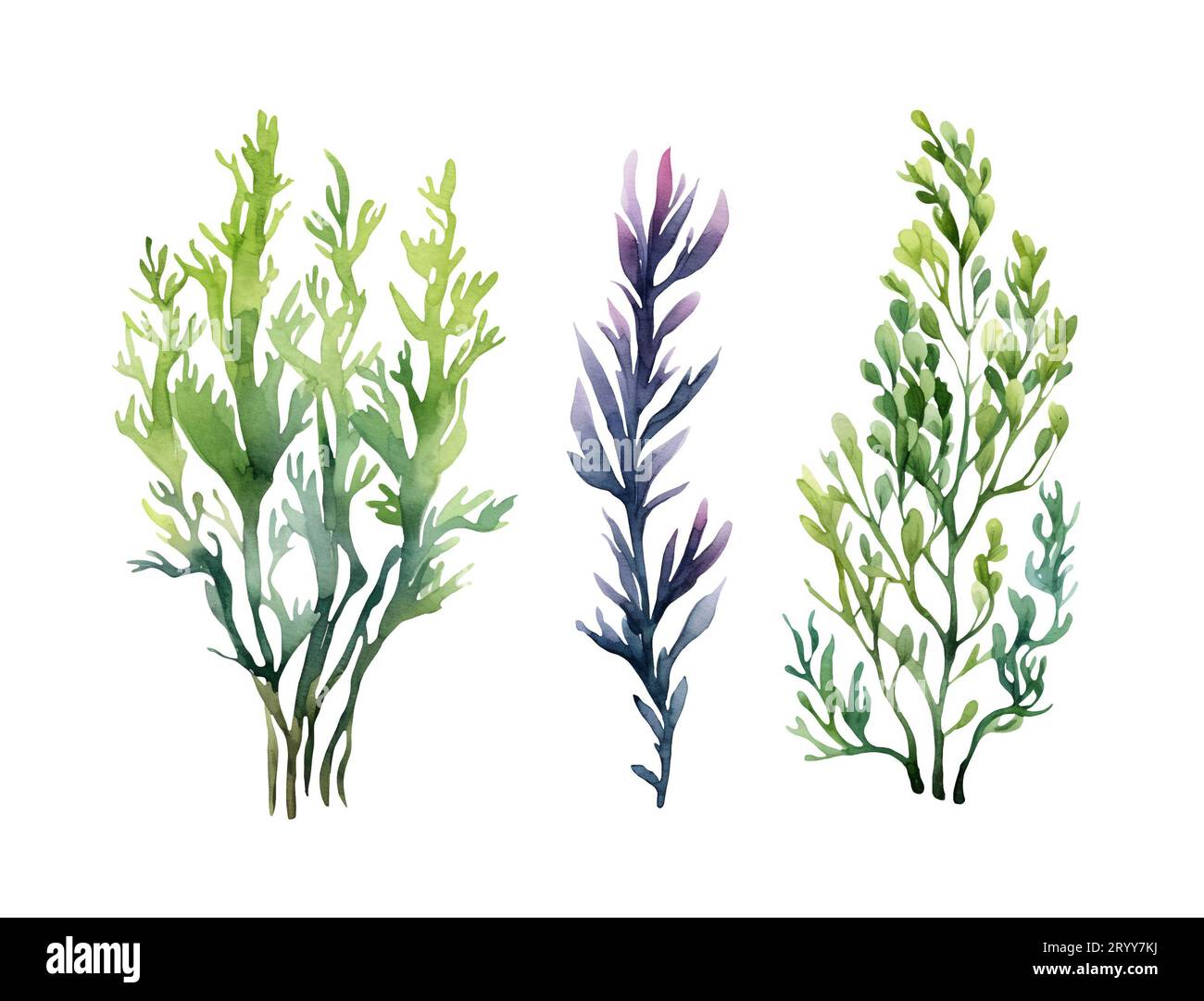 Seaweed underwater plants. Green Laminaria watercolor illustartion ...