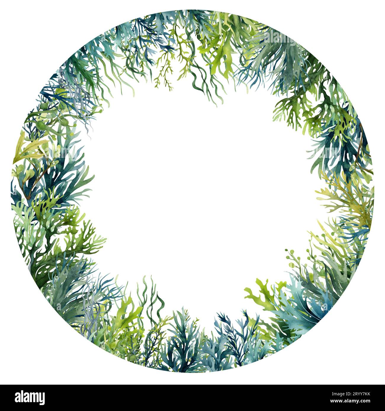 Seaweed underwater plants. Green Laminaria watercolor illustartion ...