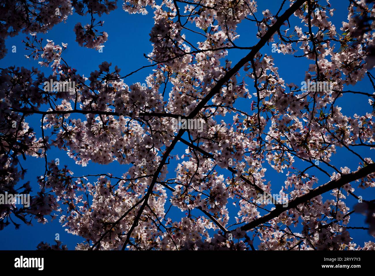 Spring sakura in Tokyo, Japan Stock Photo - Alamy