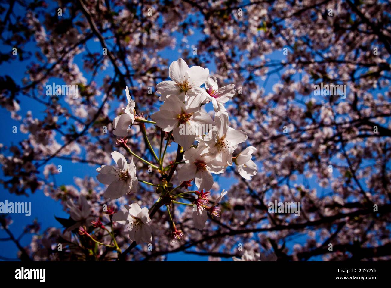 Spring sakura in Tokyo, Japan Stock Photo - Alamy