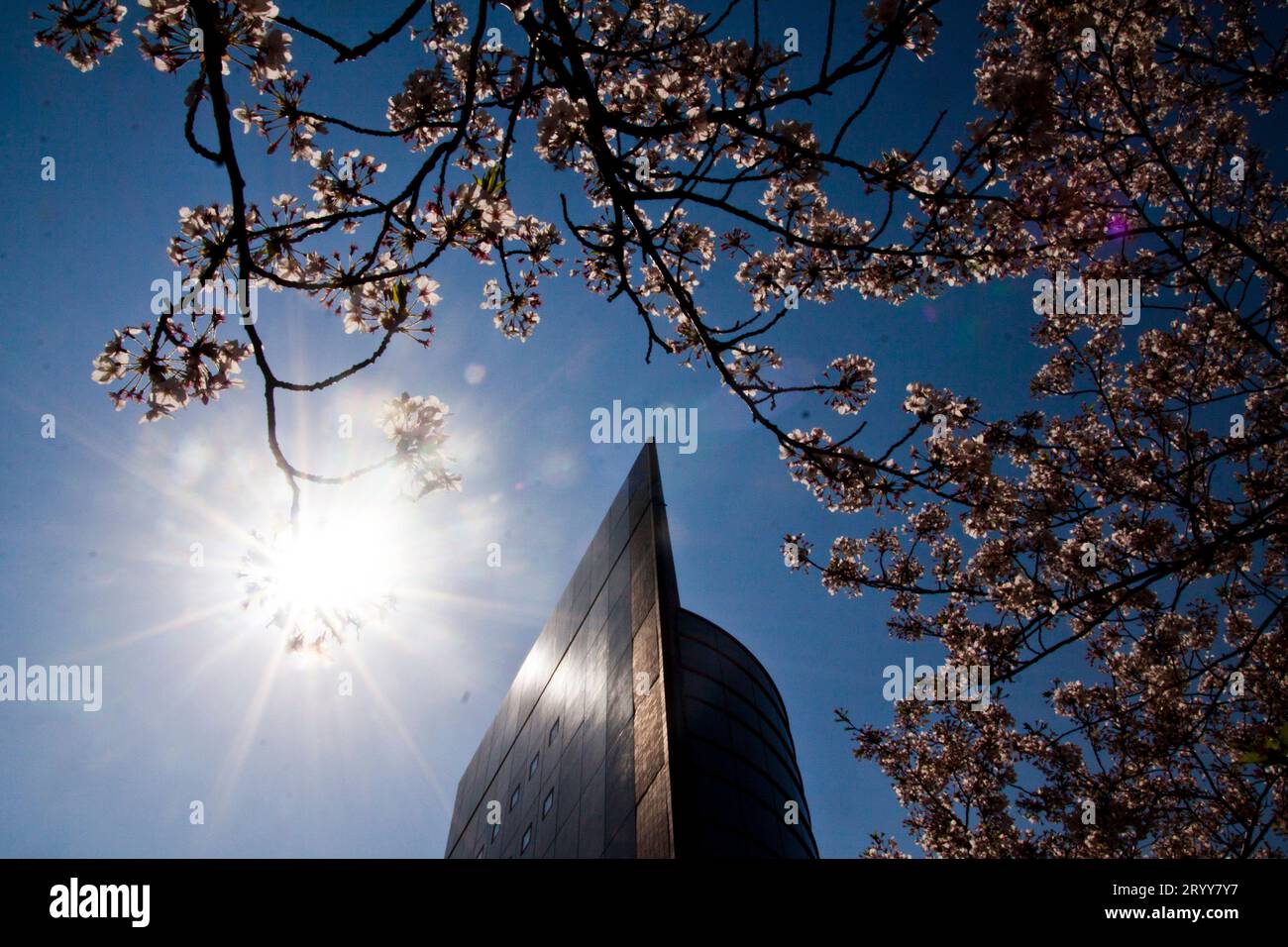 Spring sakura in Tokyo, Japan Stock Photo - Alamy