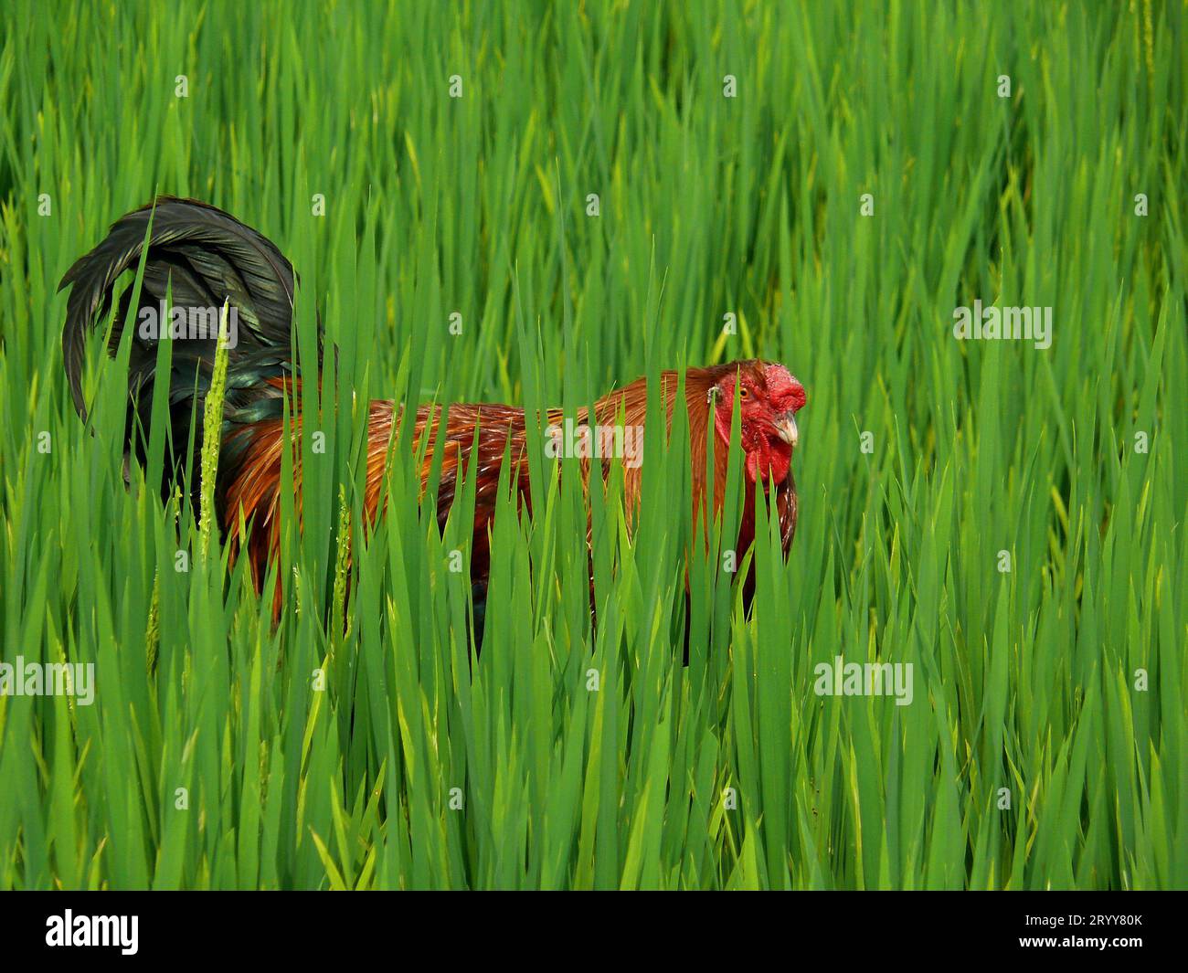 Chicken crossing a rice field Stock Photo - Alamy