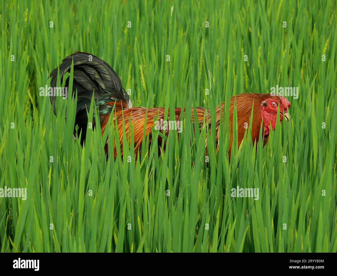 Chicken crossing a rice field Stock Photo - Alamy