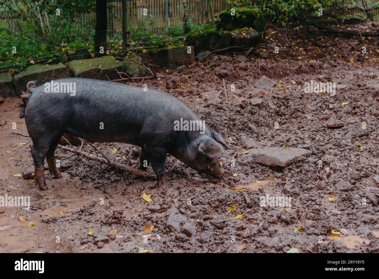 Playing in the mud hi-res stock photography and images - Alamy