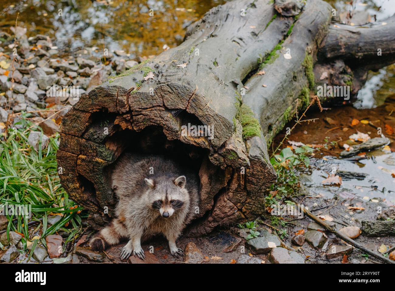 Gorgeous raccoon cute peeks out of a hollow in the bark of a large tree ...