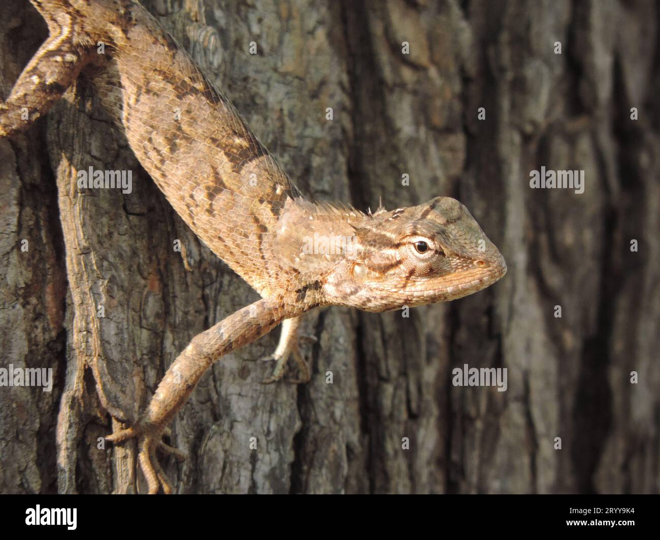 Lizards in Sri Lanka. Visit Sri Lanka Stock Photo - Alamy