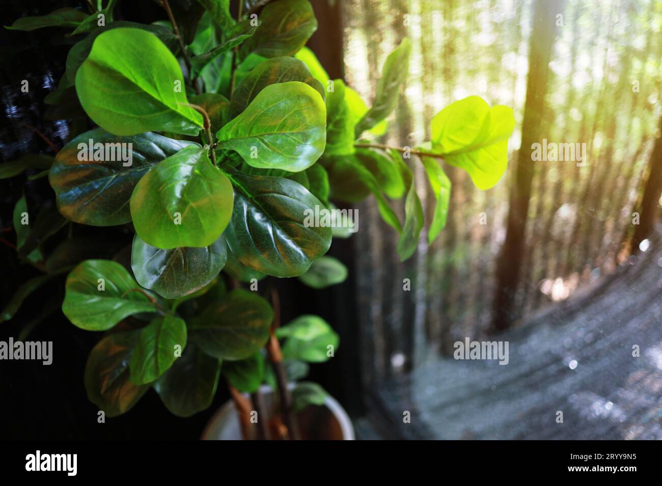 Green air filtering plants in home. air purity concept Stock Photo - Alamy