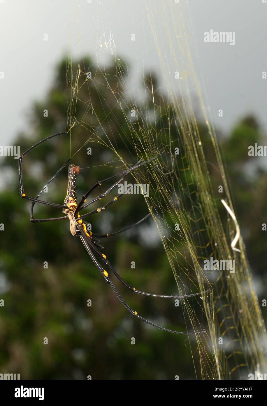 Golden orb weaver hi-res stock photography and images - Alamy