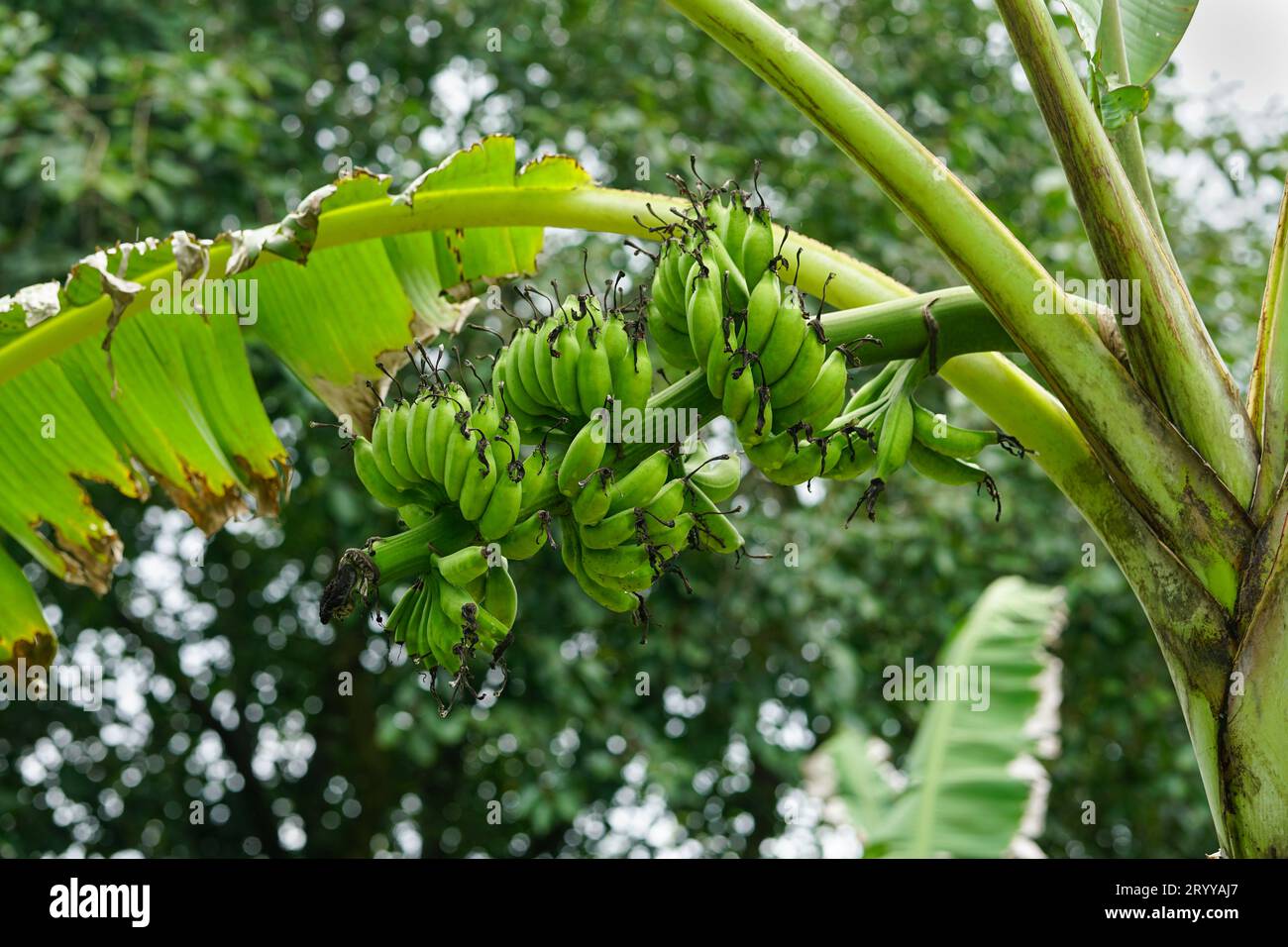 Banana Tree With Bunch Of Banana Fruits Stock Photo - Alamy