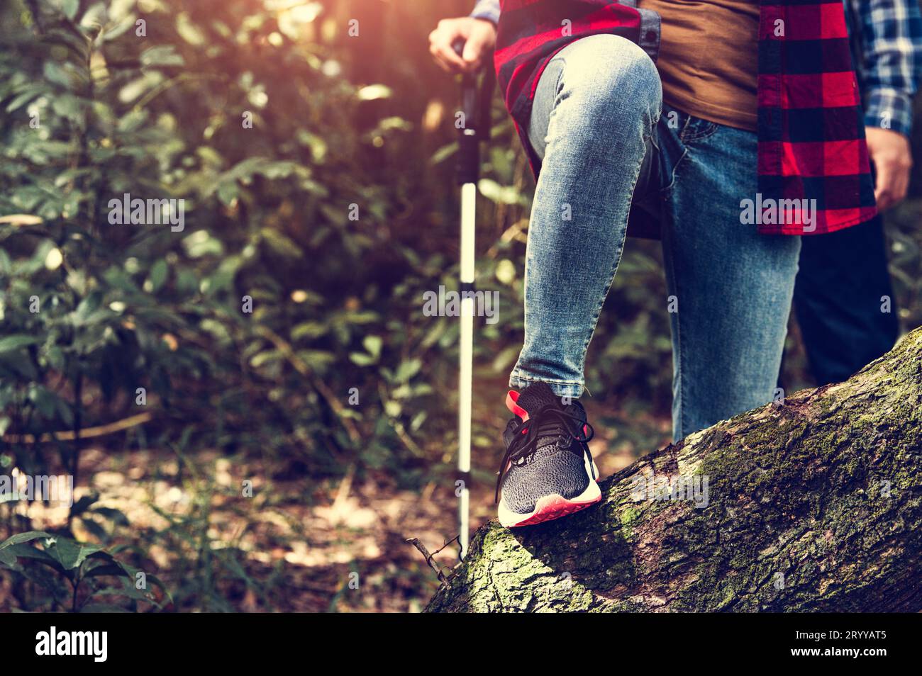 Log in forest hi-res stock photography and images - Alamy