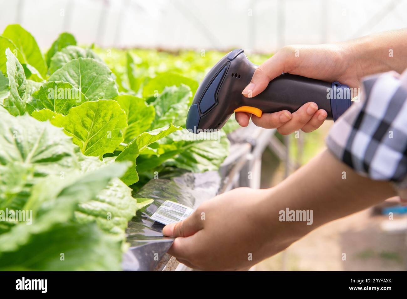 Closeup of modern farmer checking organic vegetables identification ... Closeup of modern farmer checking organic vegetables identification ...