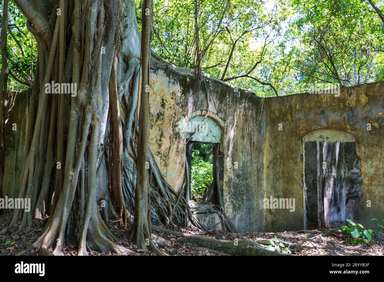 Root in ruins Stock Photo - Alamy