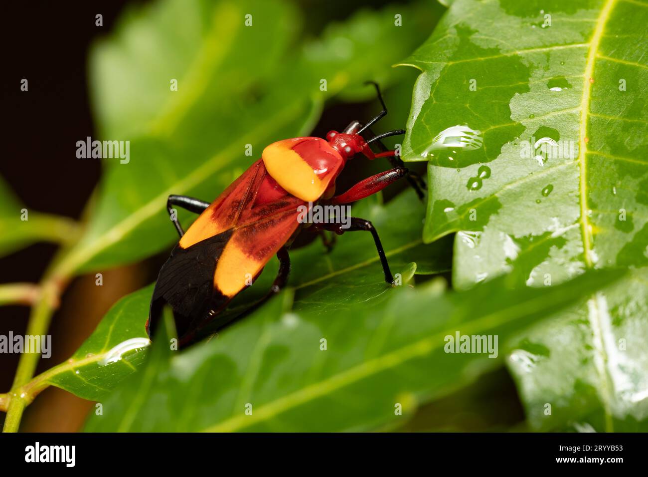 Isorropus hi-res stock photography and images - Alamy