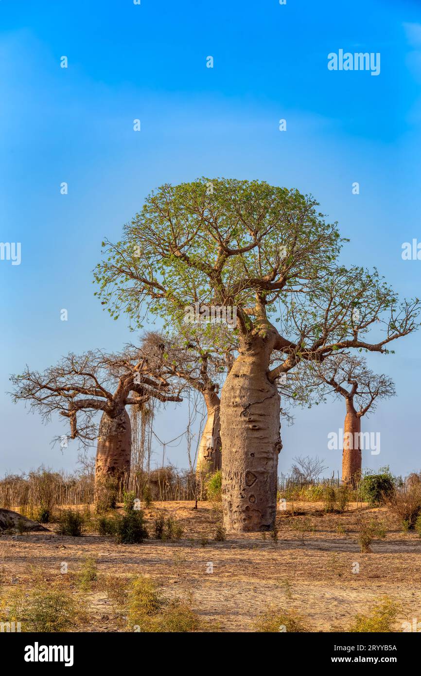 Baobab trees standing tall in Kivalo, Morondava.. Madagascar wilderness ...