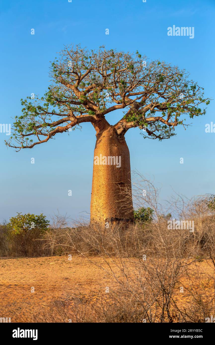 Baobab trees standing tall in Kivalo, Morondava.. Madagascar wilderness ...