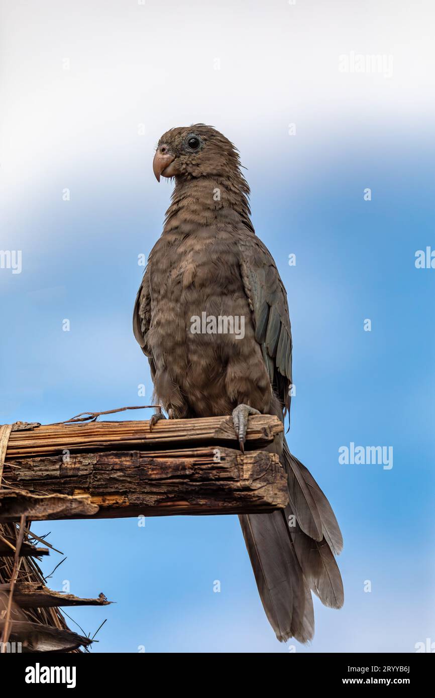 Avifauna de africa hi-res stock photography and images - Alamy