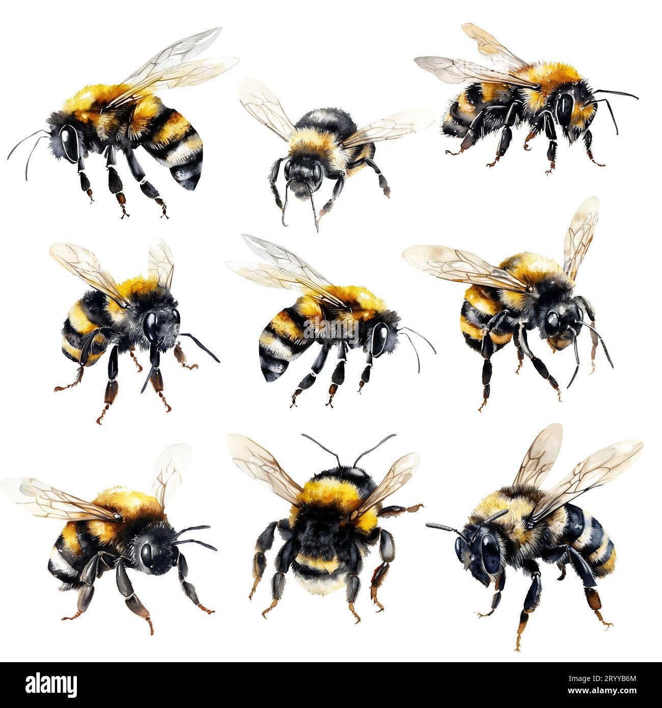 Watercolor illustration of a bumblebee, bee on a white background Stock ...