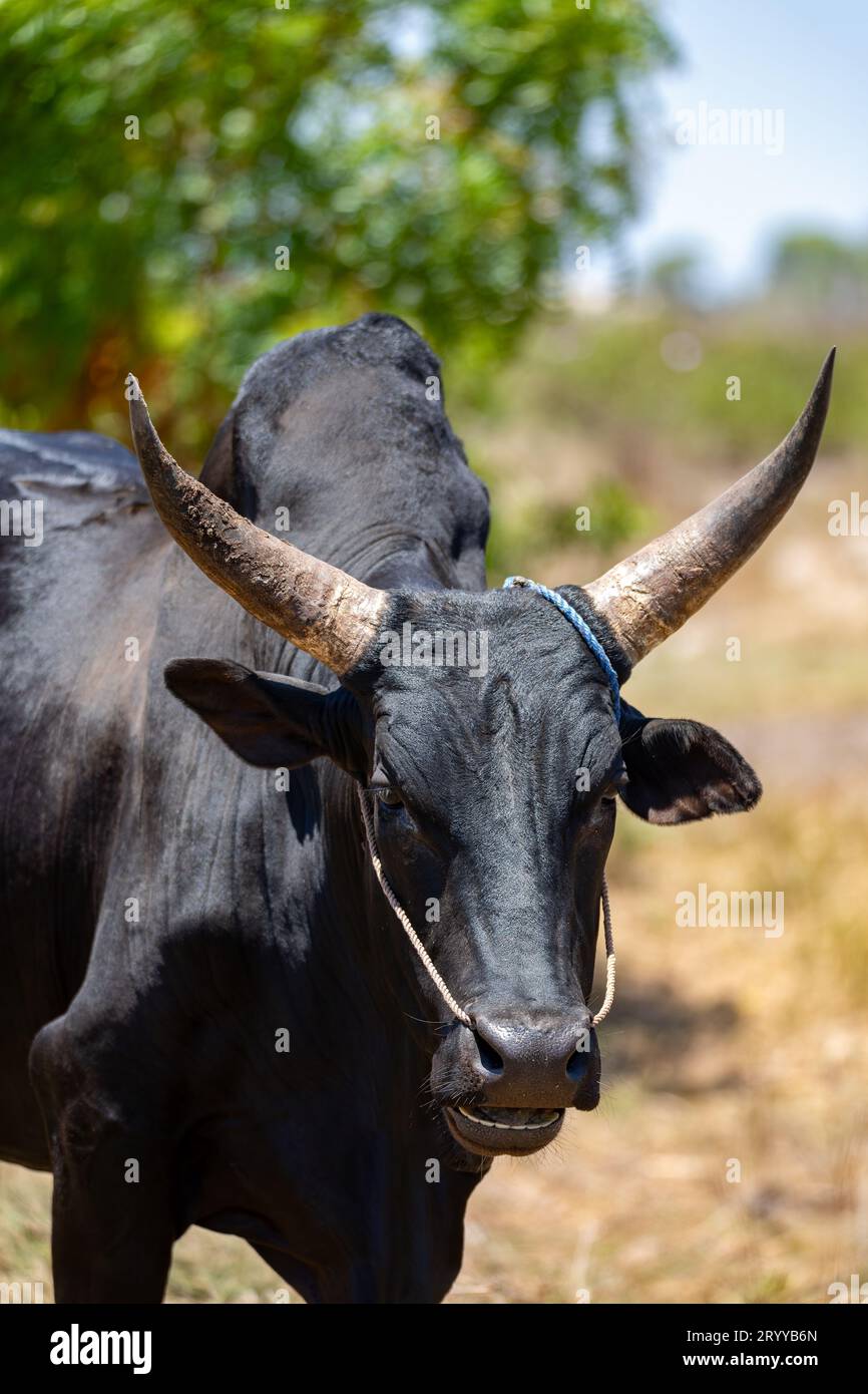 Animal field madagascar hi-res stock photography and images - Alamy