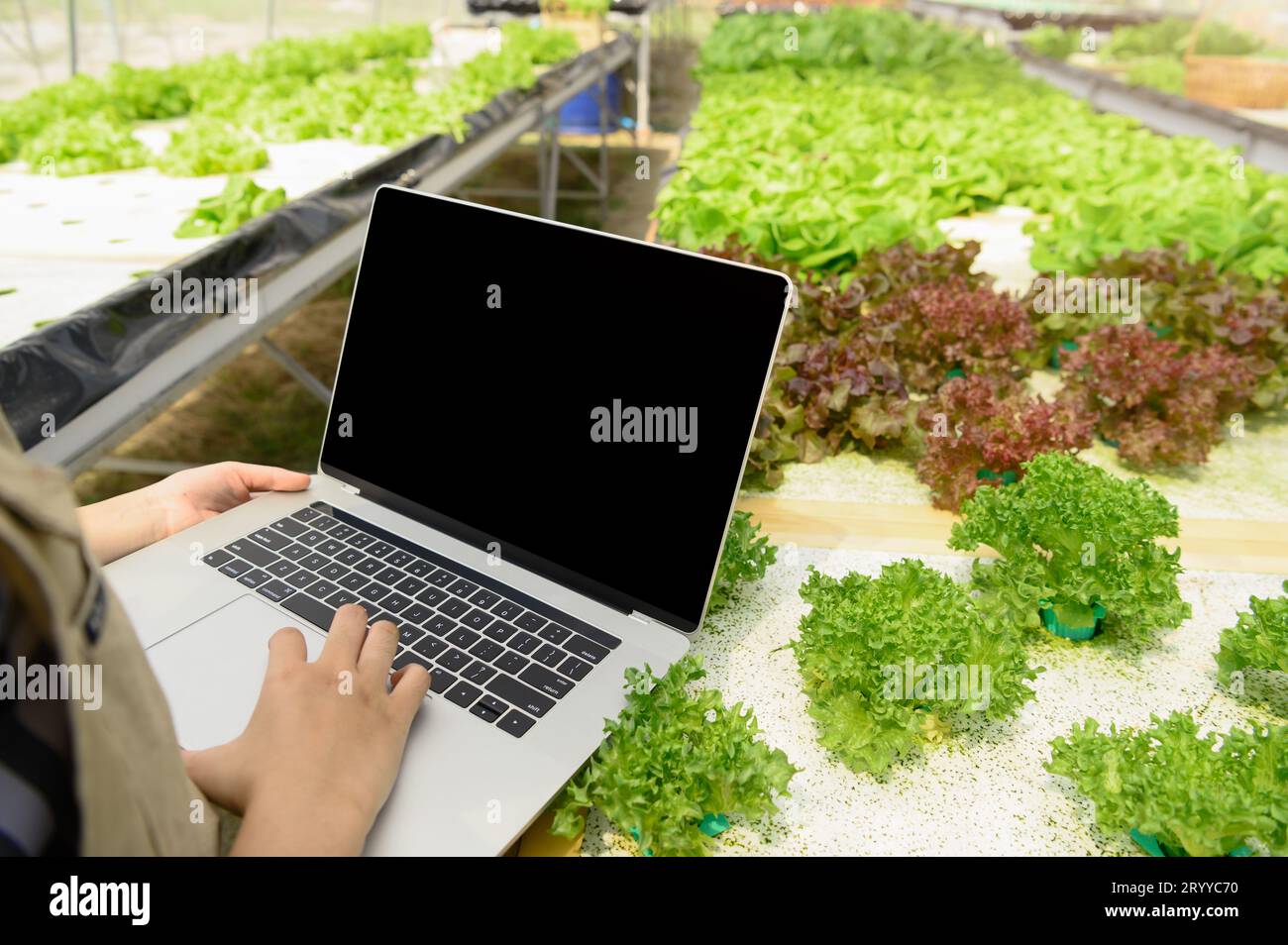 Closeup Hydroponic female farmer hand collecting vegetable growth ...