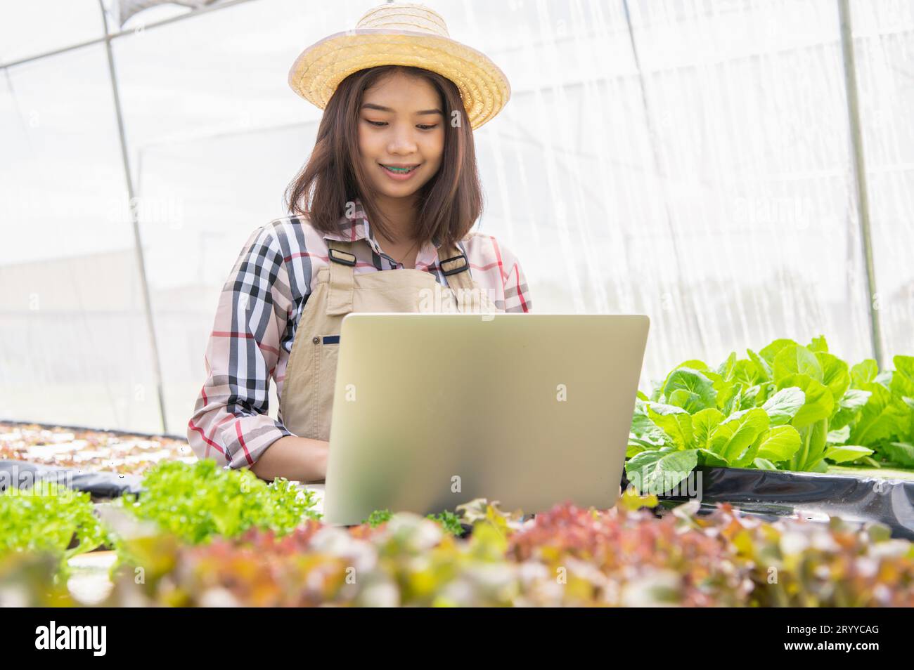 Hydroponic female farmer collecting vegetable growth information and ...