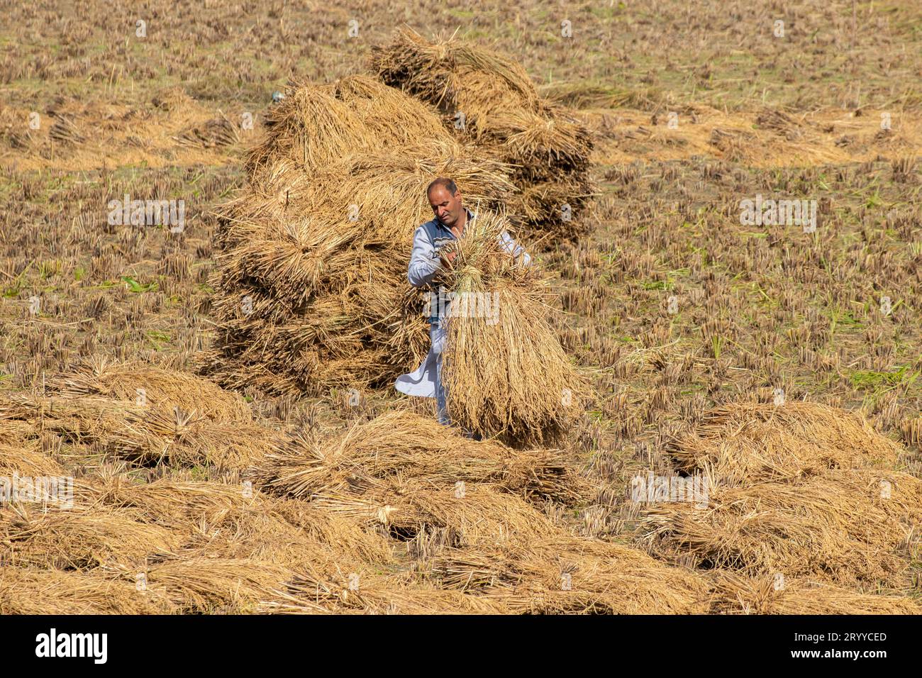 Hay lumps hi-res stock photography and images - Alamy