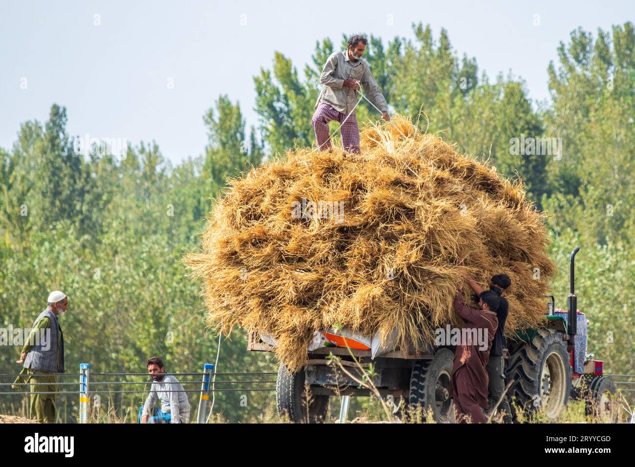 Pulwama, India. 02nd Oct, 2023. Kashmiri farmers load lumps of hay on a ...