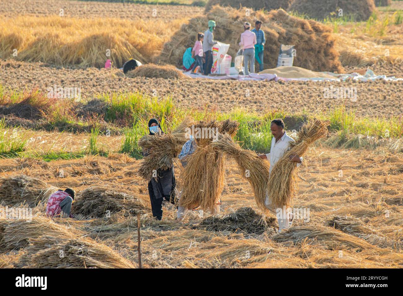 Hay lumps hi-res stock photography and images - Alamy