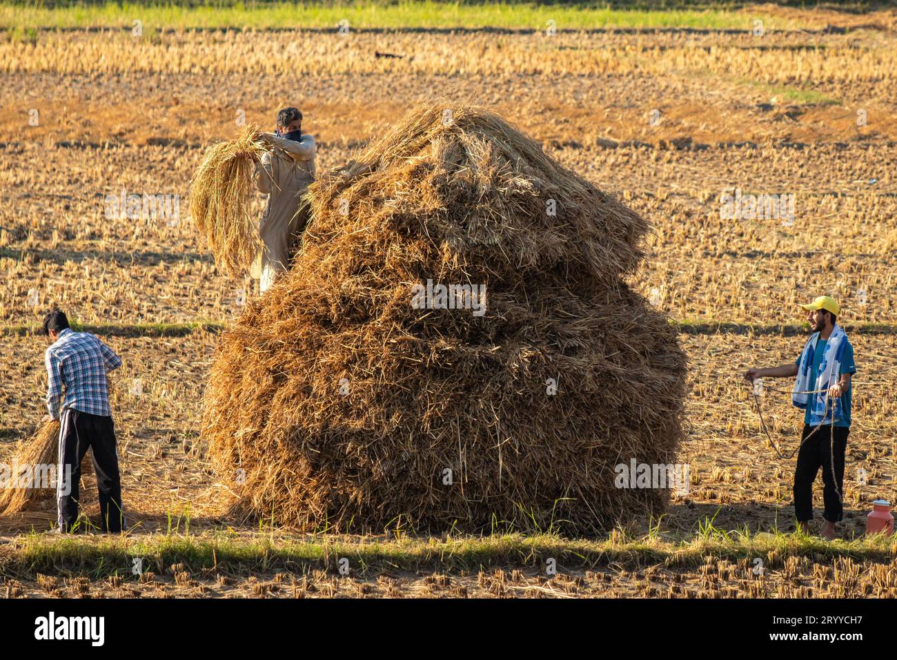 Pulwama, India. 02nd Oct, 2023. A Kashmiri farmer ties lumps of hay to ...