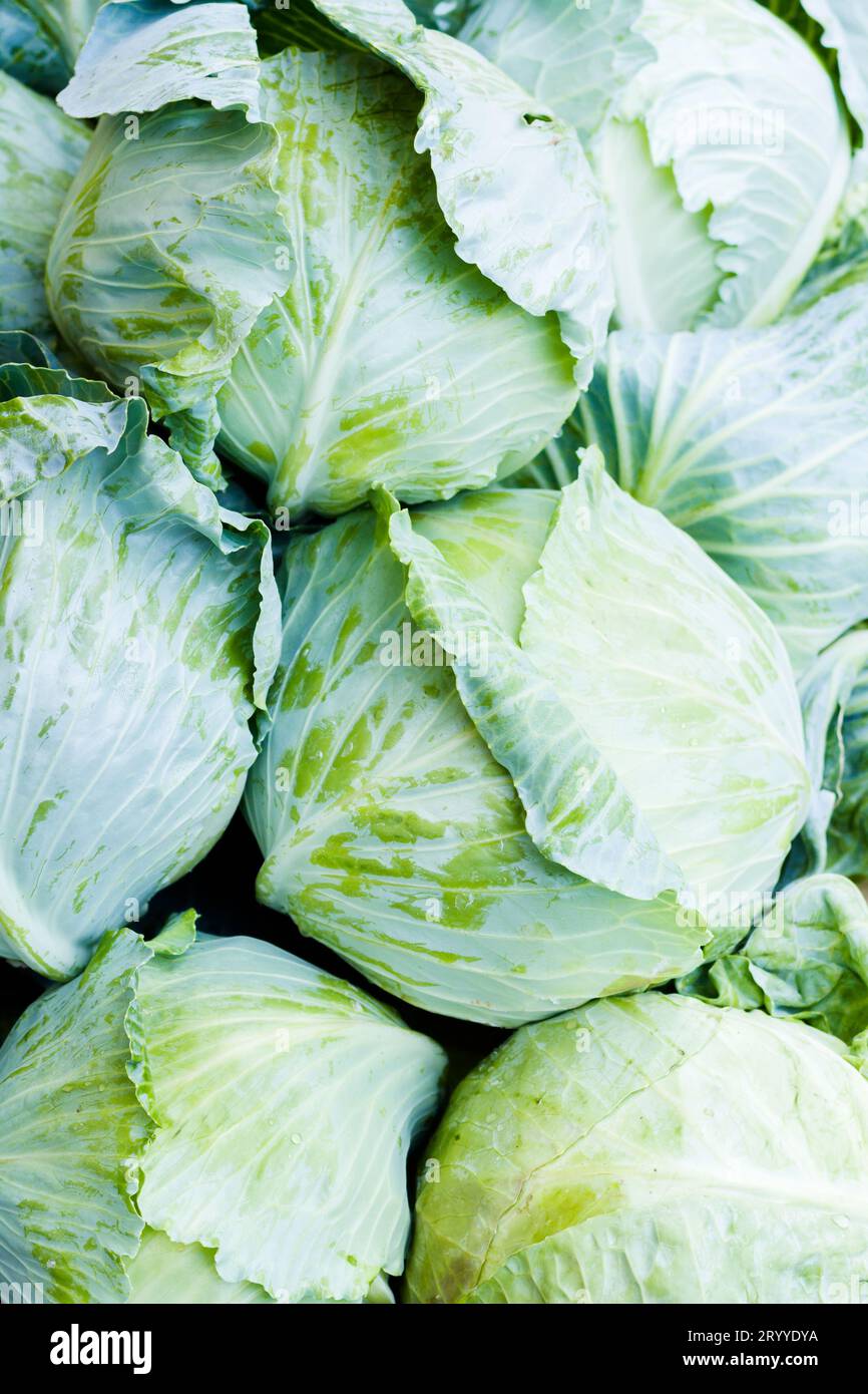 Air cabbage hi-res stock photography and images - Alamy