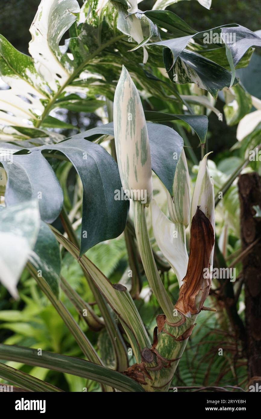 A flower bud of the fully grown variegated Monstera Albo Borsigiana ...