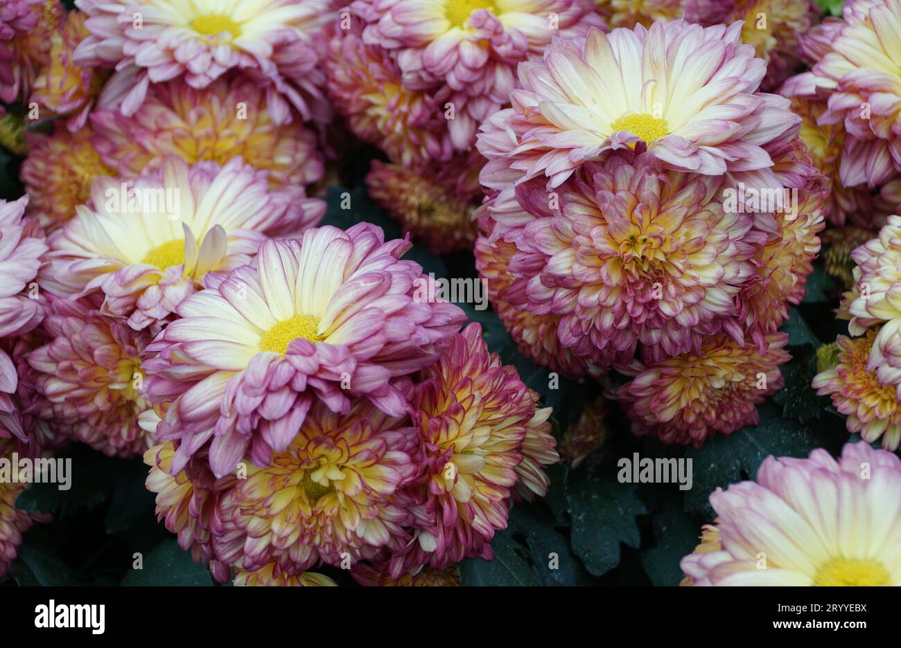 The red and yellow Reflex mum 'Domingo' flower at full bloom, with ...