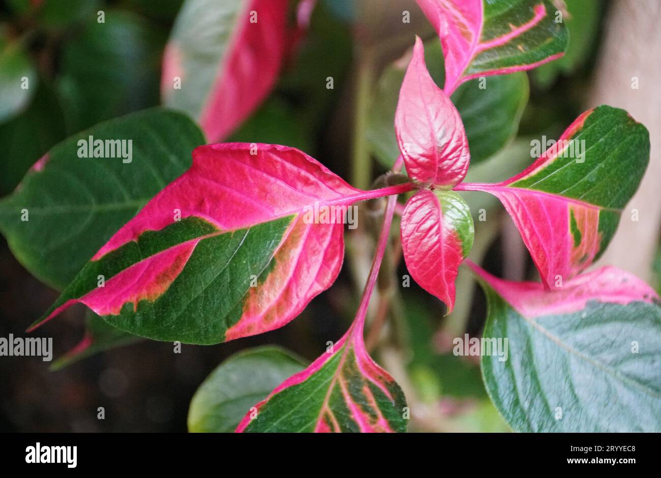 Close up of the bright pink and green leaves of Alternanthera ficoidea ...