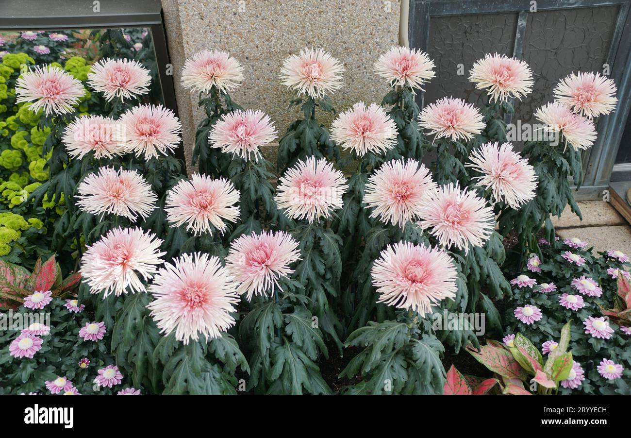 Beautiful white and pink flowers of Quill Mum King's Delight Stock ...