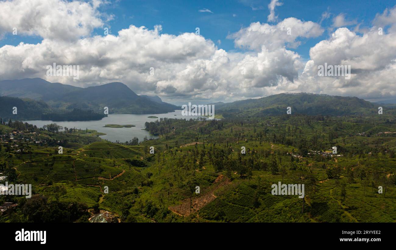 Tea plantation maskeliya lake maussakelle hi-res stock photography and ...