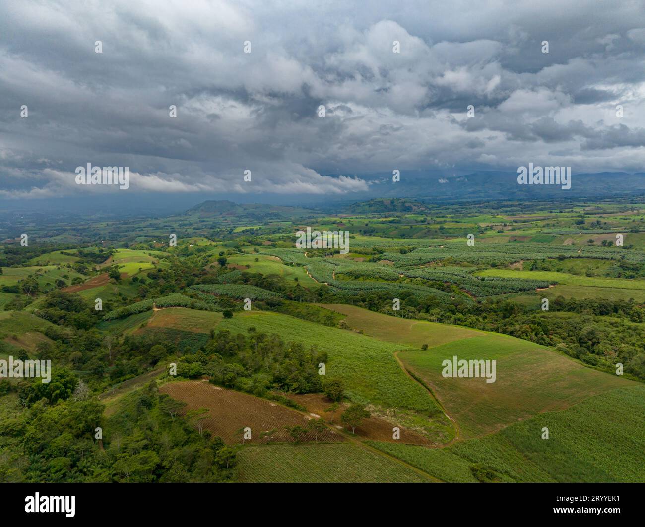 Top view of rice fields and banana fruit plantation over the tropical ...