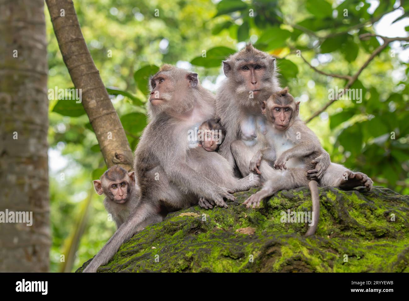 Macaque monkeys at Ubud Monkey Forest Sanctuary in Ubud, Bali ...