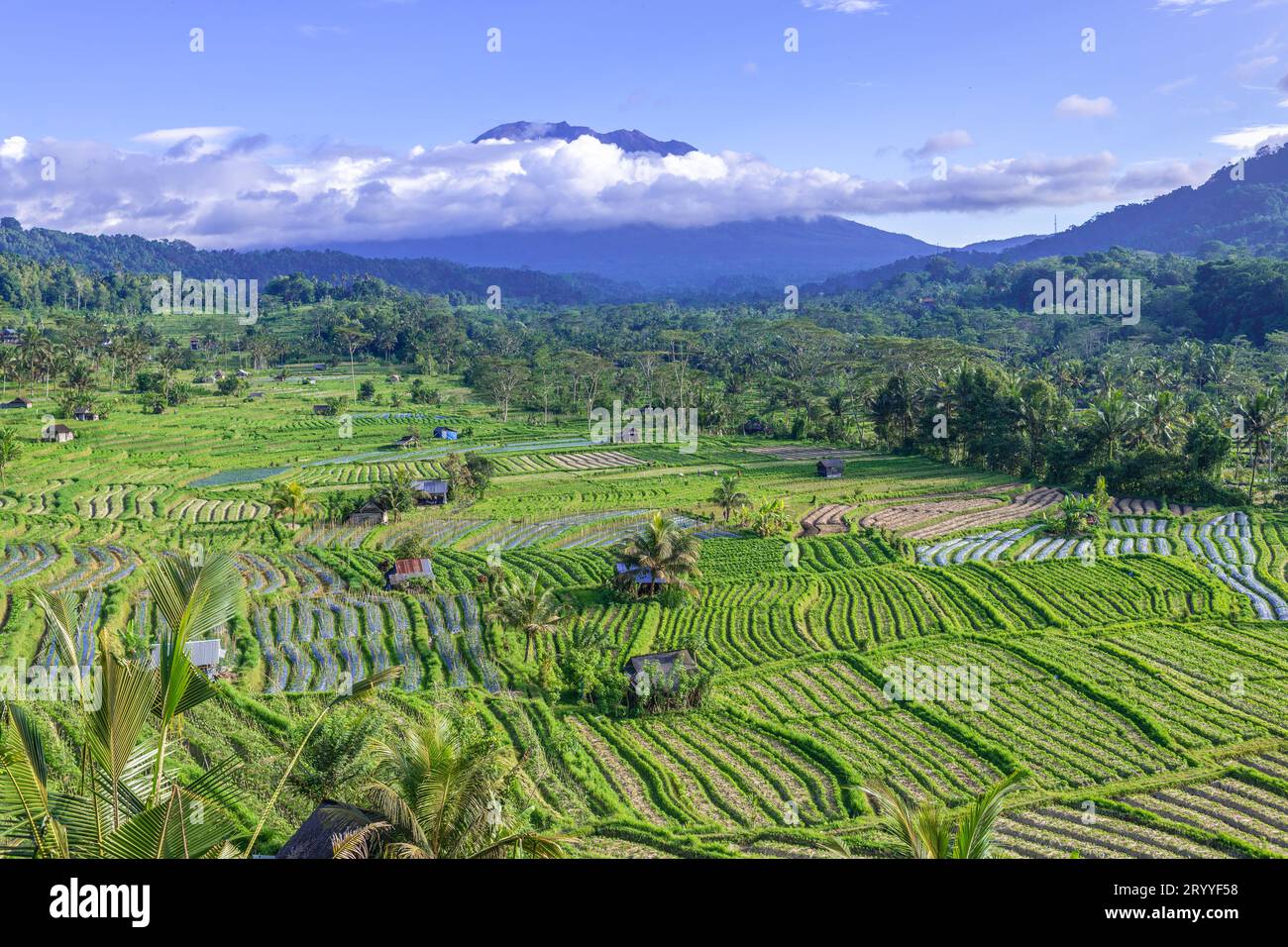 Rice fields in Sidemen valley with Mount Agung in the background, Bali ...