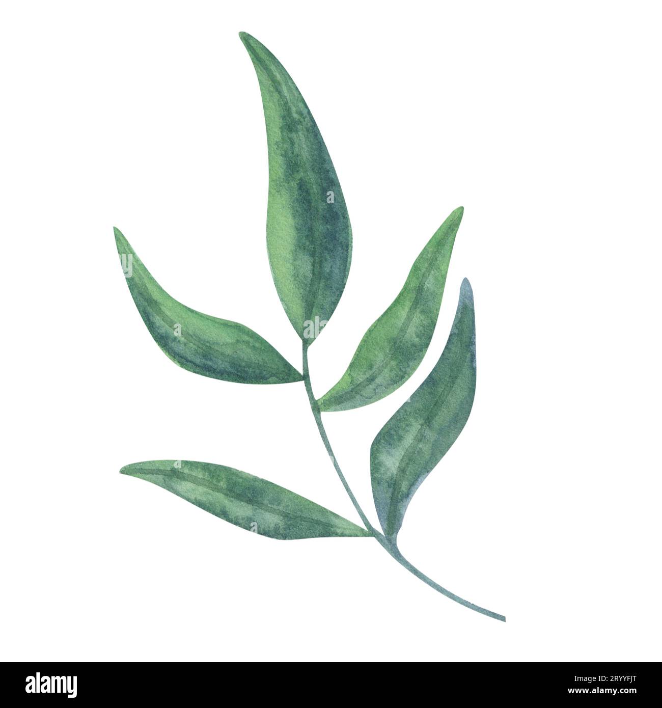 Green twig leaves, sprout. Botanical clipart. Hand drawn watercolor ...