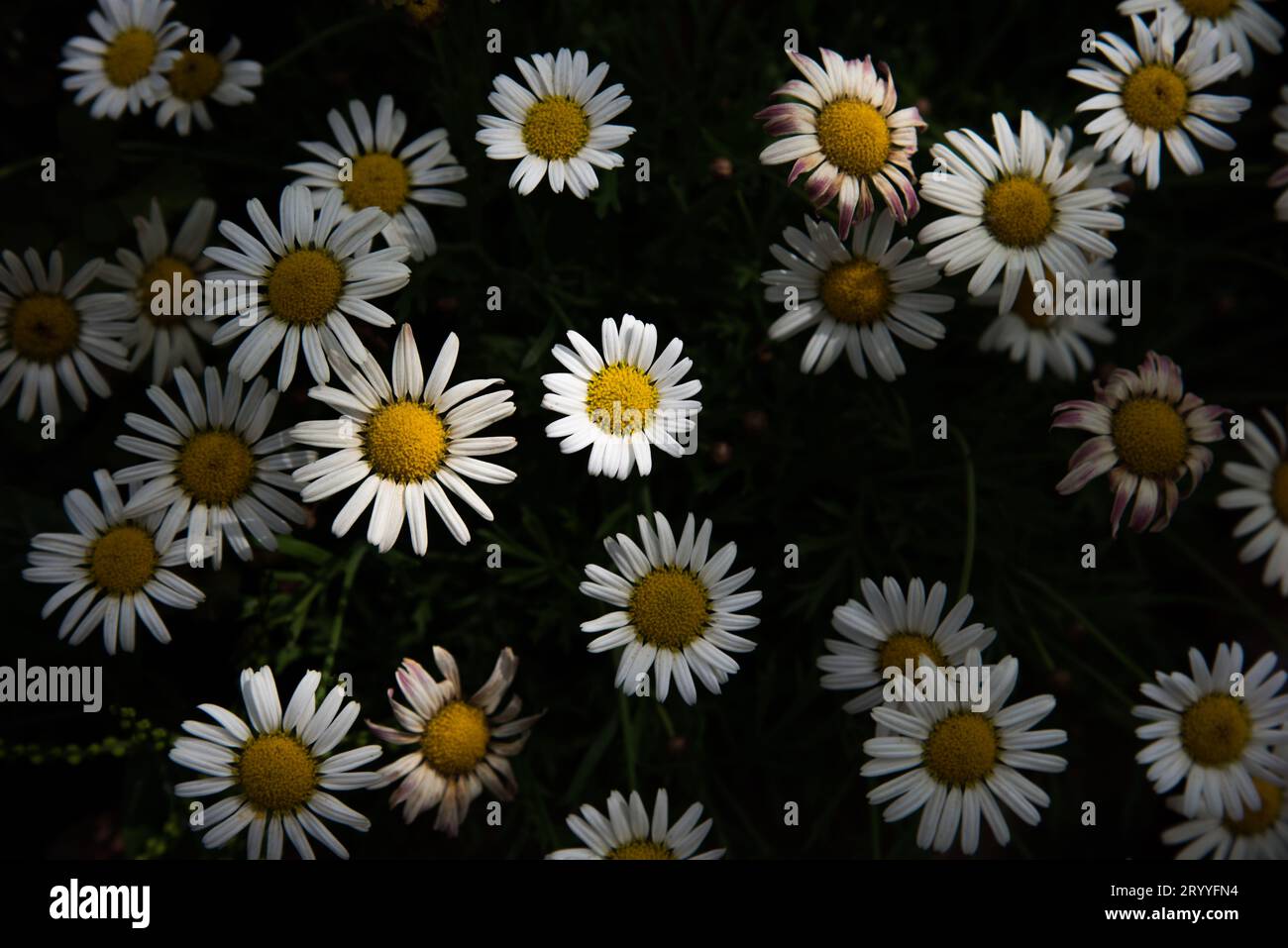 Daisy flowers blooming in garden. Outdoor nature concept. Low key and ...