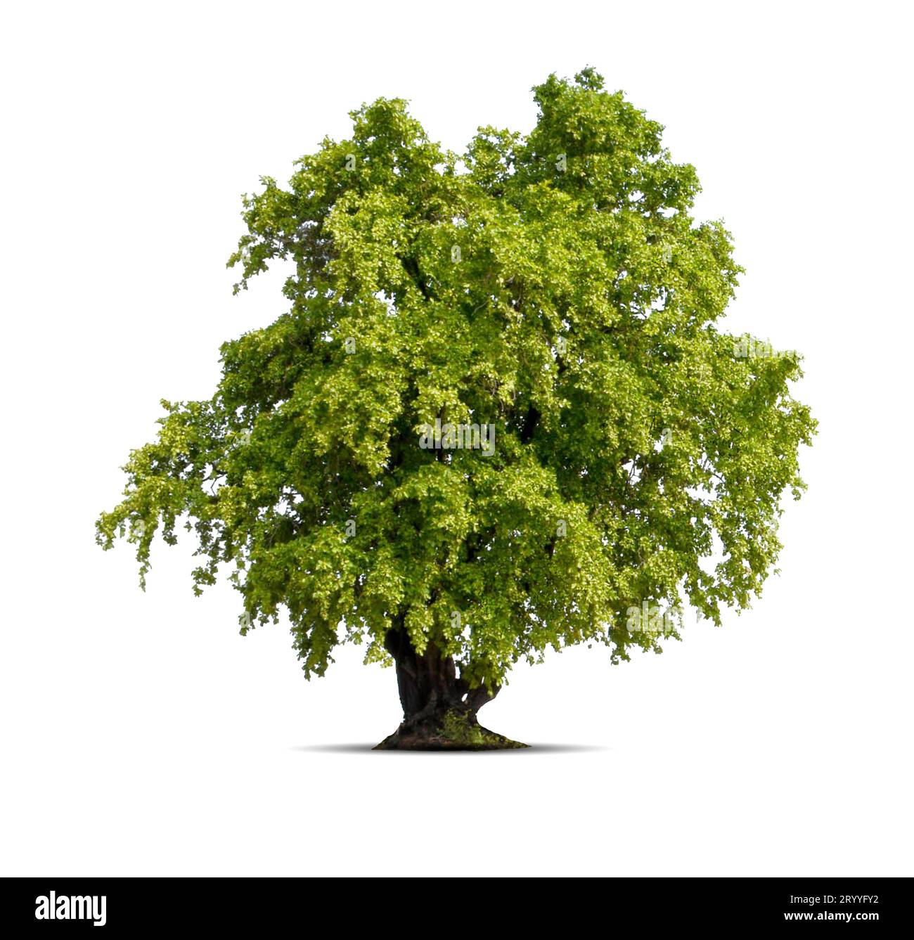 Tree on isolated white background. Nature and object concept. Park and ...