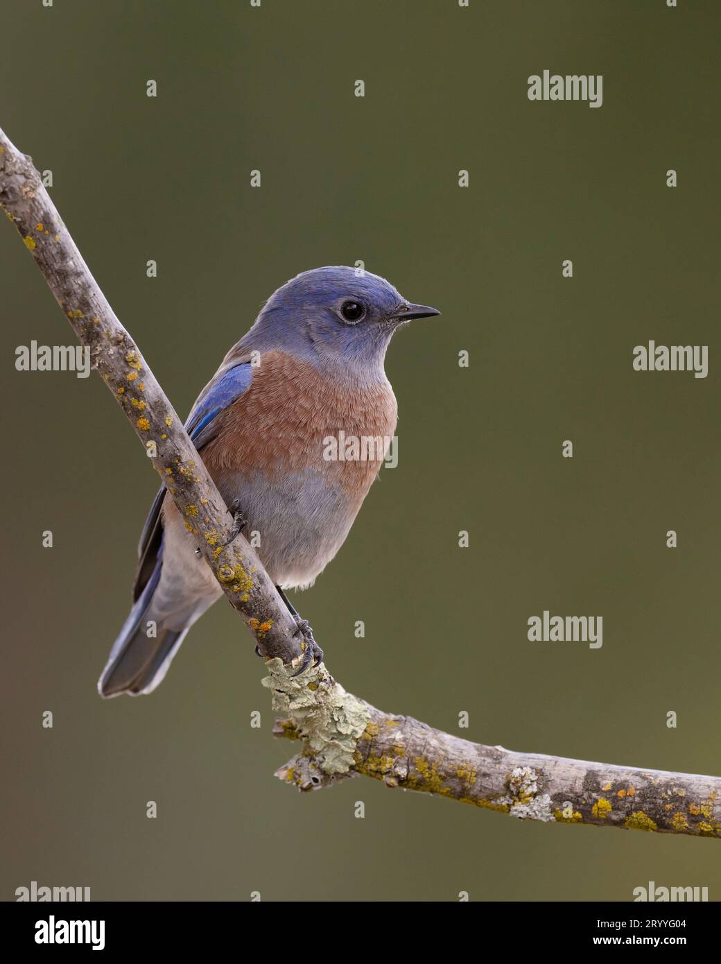 male Western Bluebird (Sialia mexicana) Sacramento County California ...