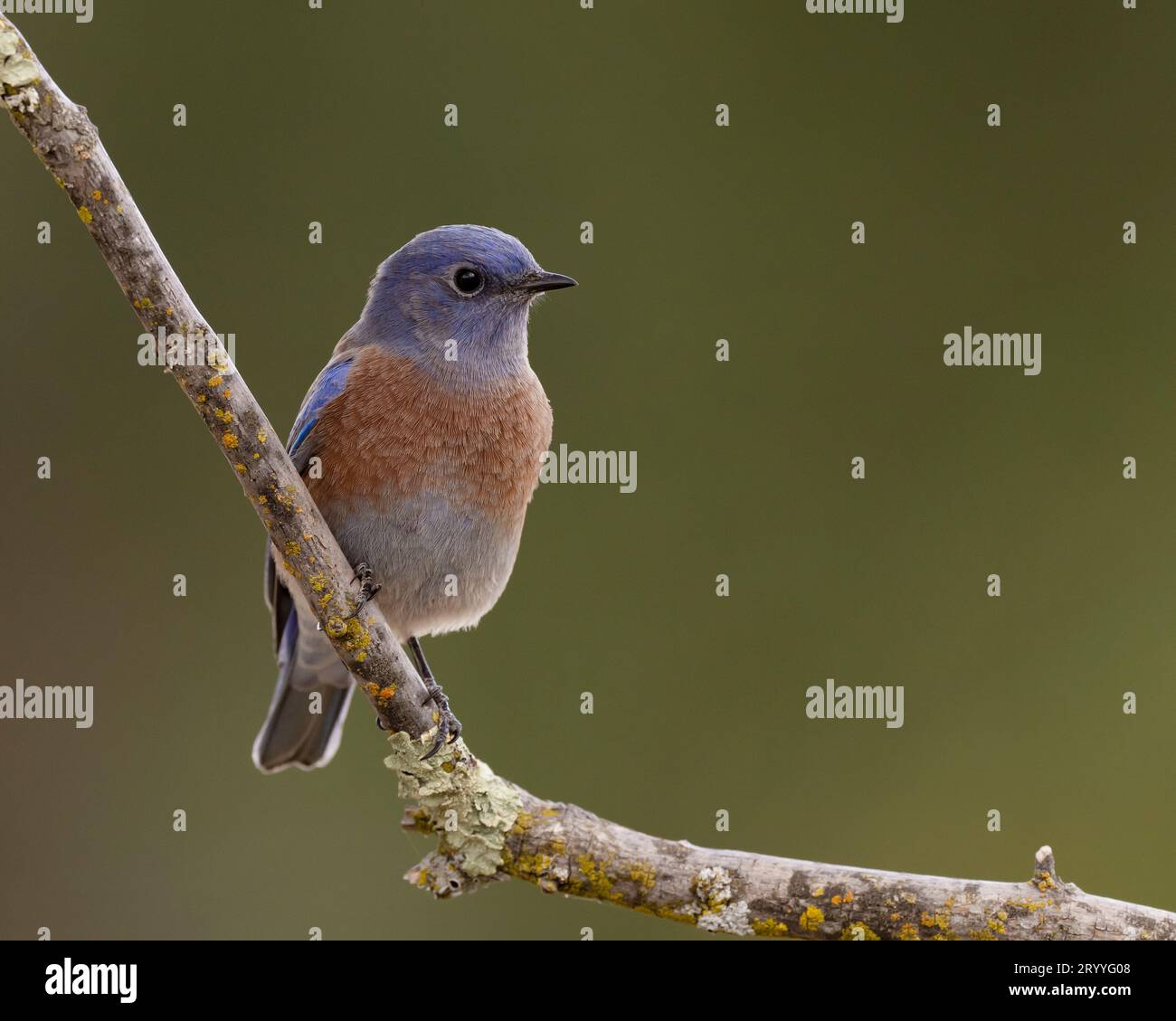 male Western Bluebird (Sialia mexicana) Sacramento County California ...