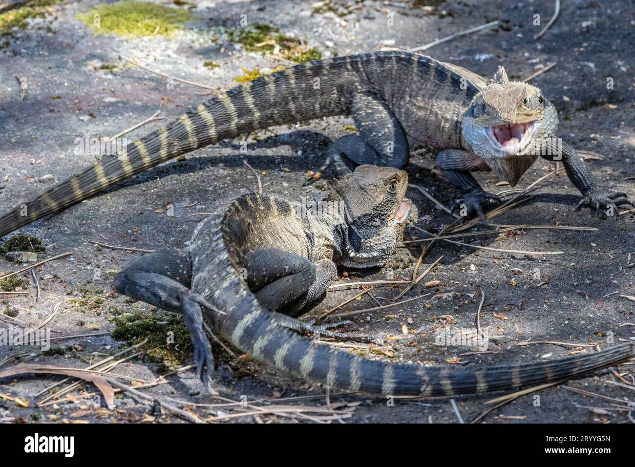 Australian Male Eastern Water Dragons fighting over territory and ...