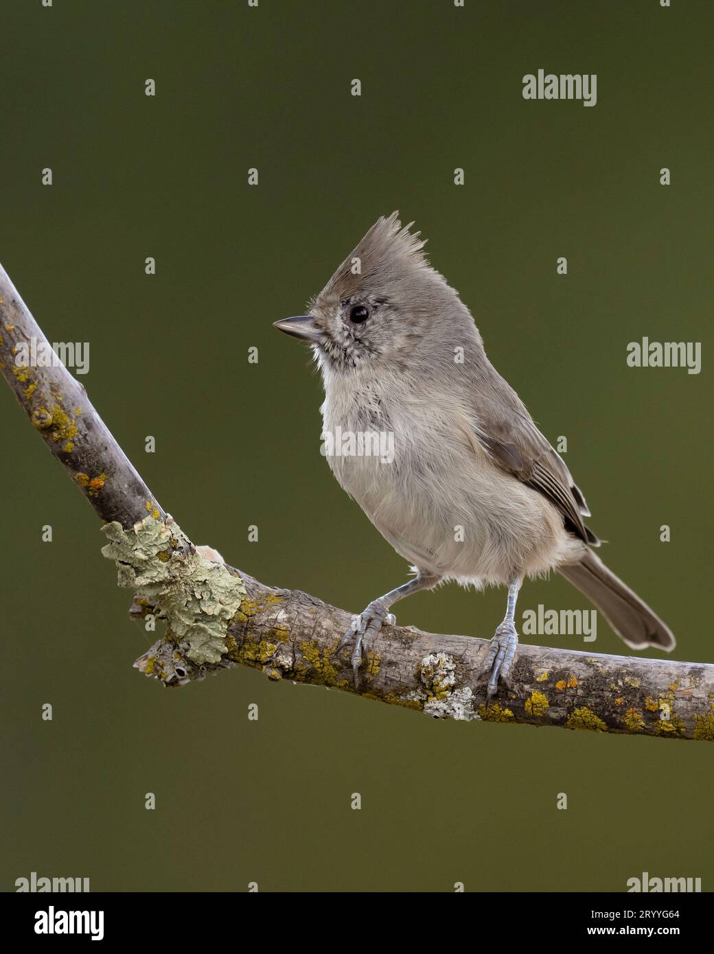 Oak Titmouse (Baeolophus inornatus) Sacramento County California USA ...